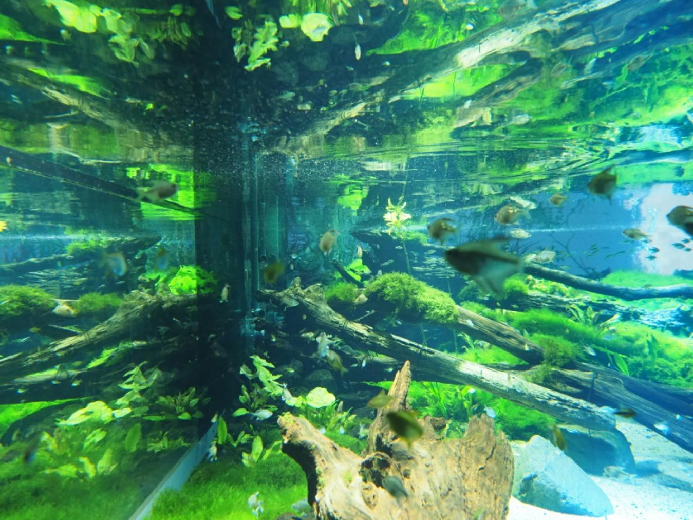 淡水魚メインで珍しい魚や動物が ｜gyunyu さまの口コミ｜アソビュー！