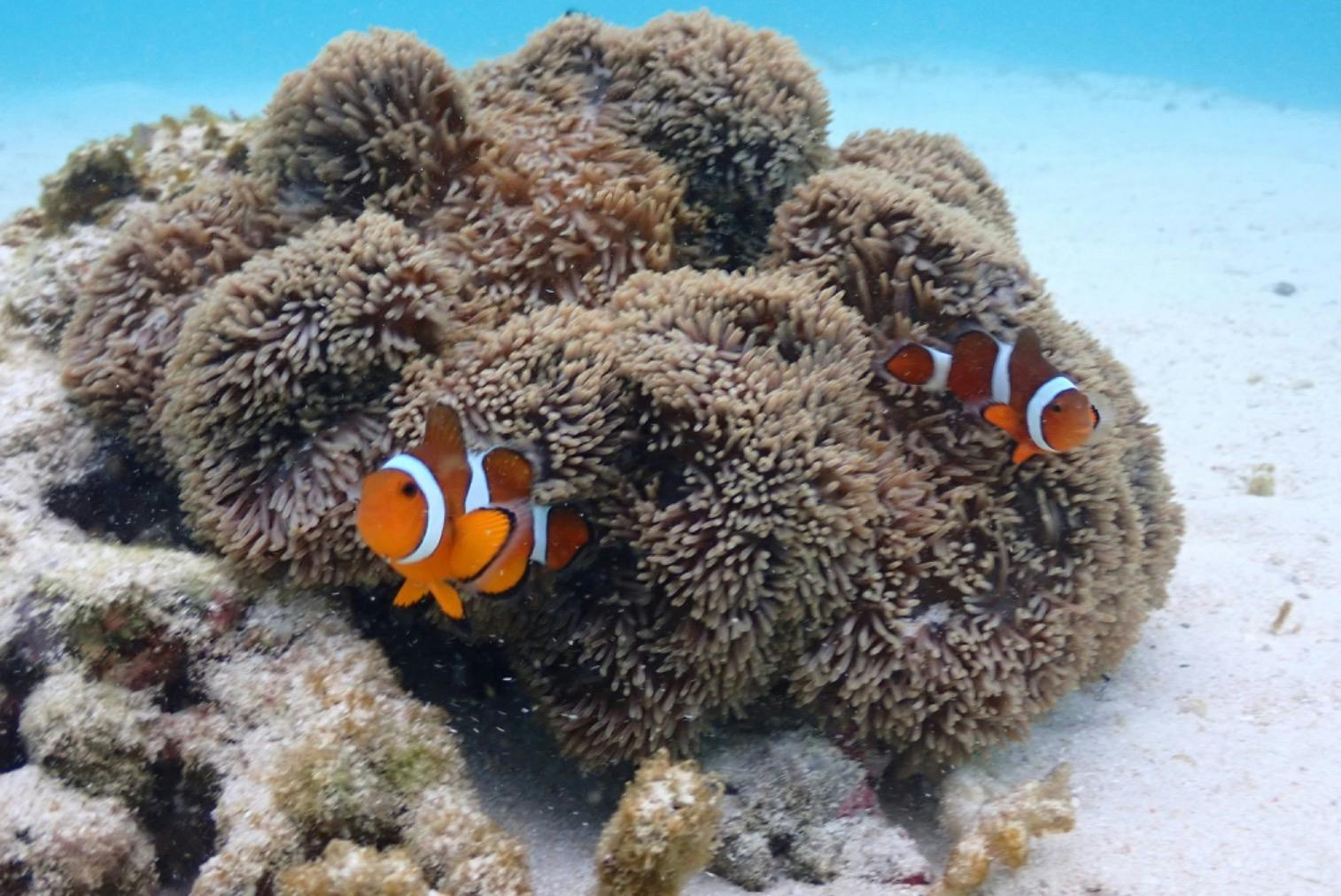 ウミガメも沢山いて色とりどりの ｜ぽぽ さまの口コミ｜アソビュー！