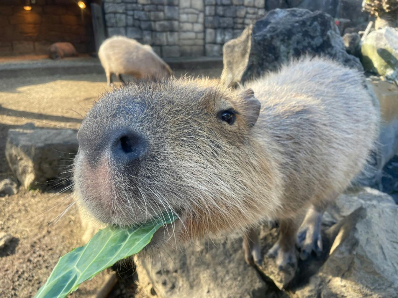 動物たちとの距離が無く、餌やり ｜RYOSA さまの口コミ｜アソビュー！