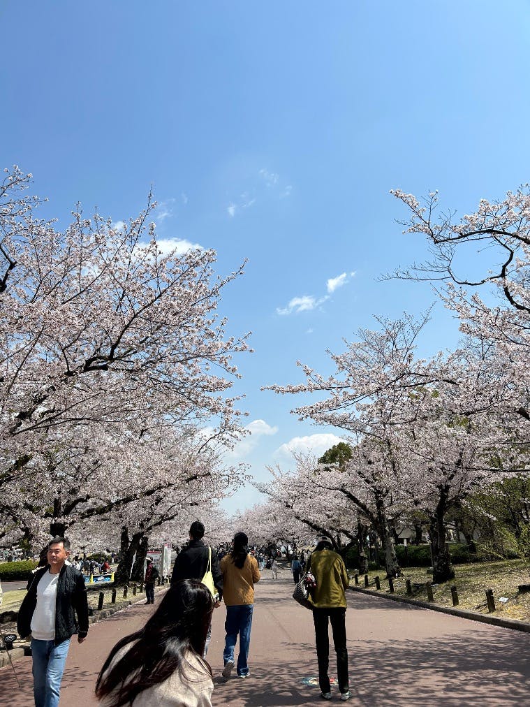 万博記念公園の口コミ ｜桜が満開で、散っていく花びらも｜アソビュー！