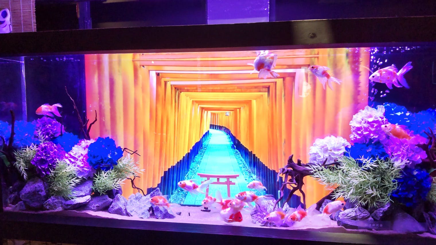 UWS AQUARIUM GA☆KYOの口コミ ｜ミストのカーテンをくぐれば金魚｜アソビュー！